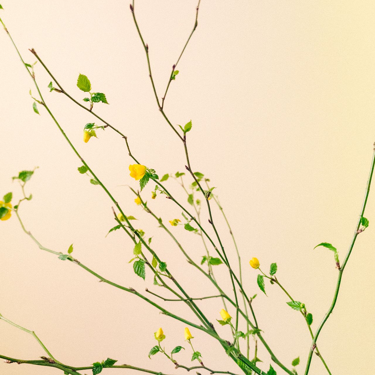 春の枝物でつくるブランチミックス(ロングサイズ)