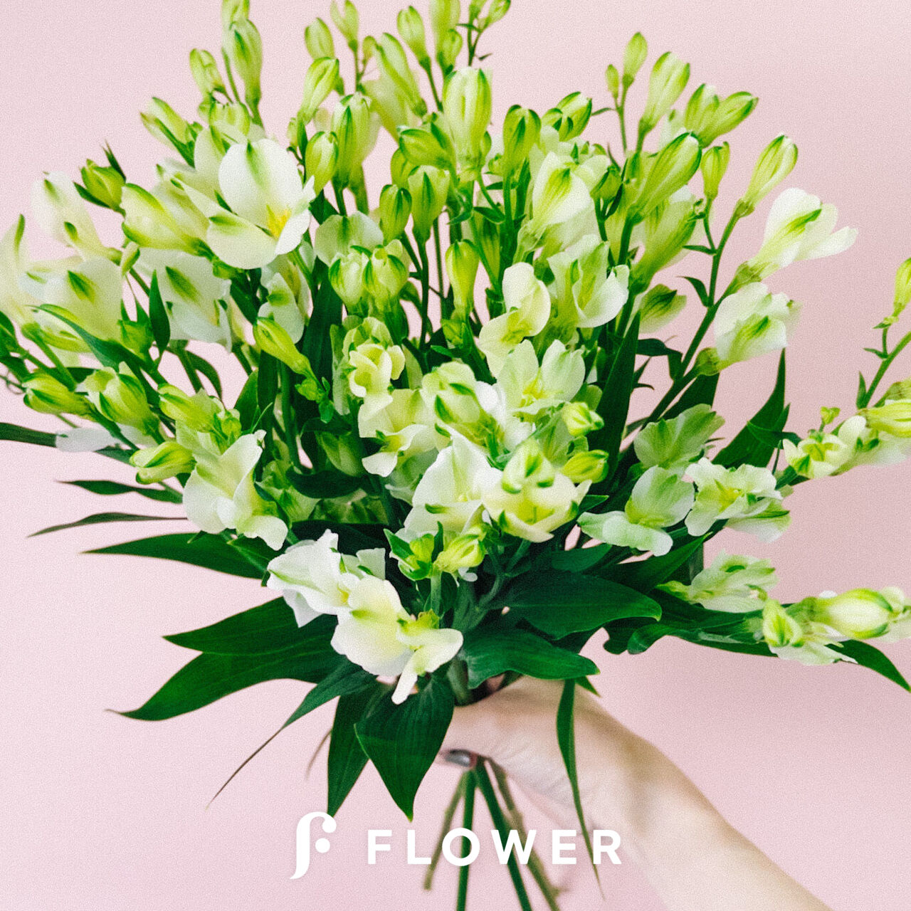 アルストロメリア「パール」