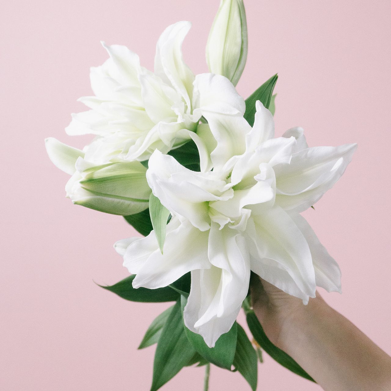 お試し八重咲きホワイトリリー