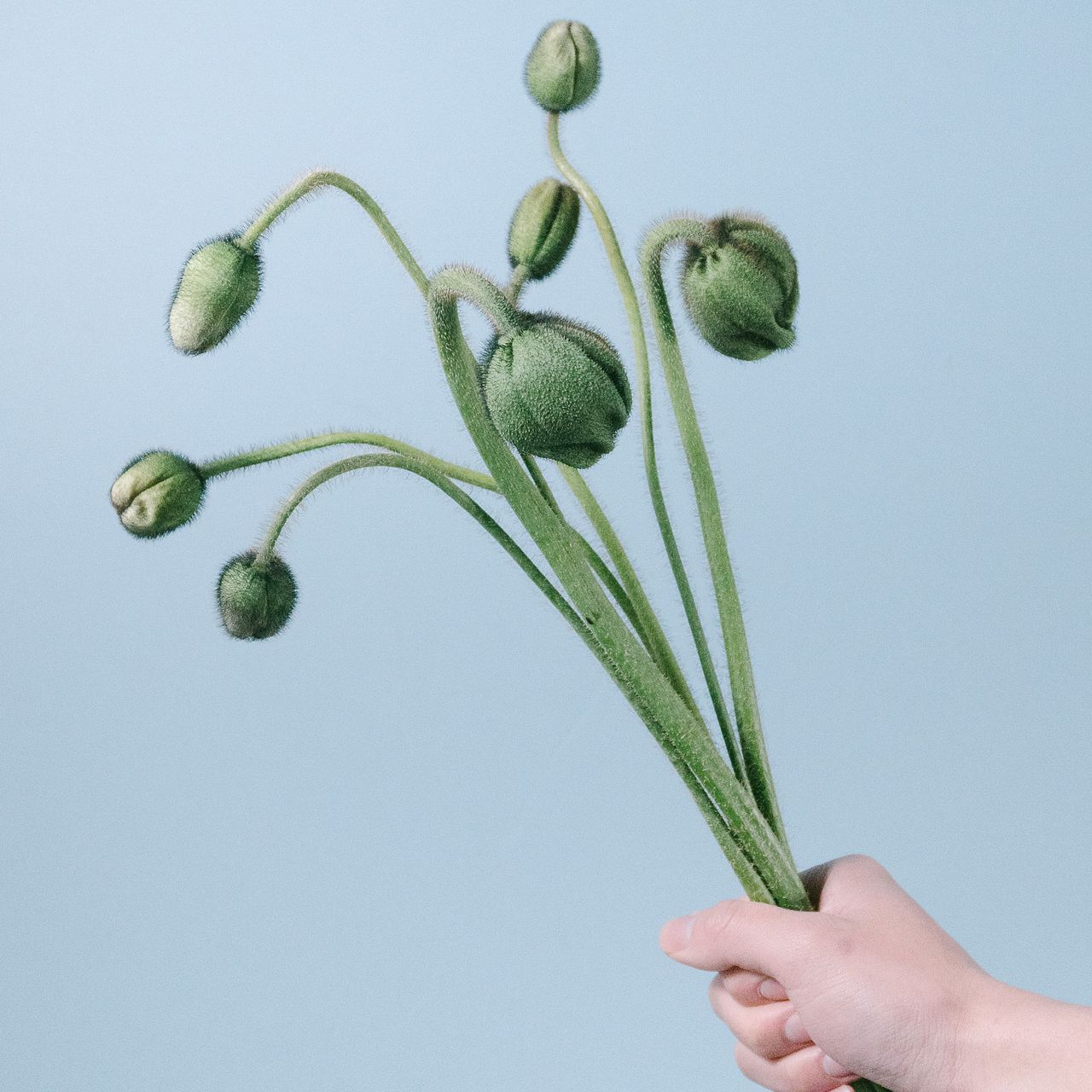 希少品種「アイスランドポピー」