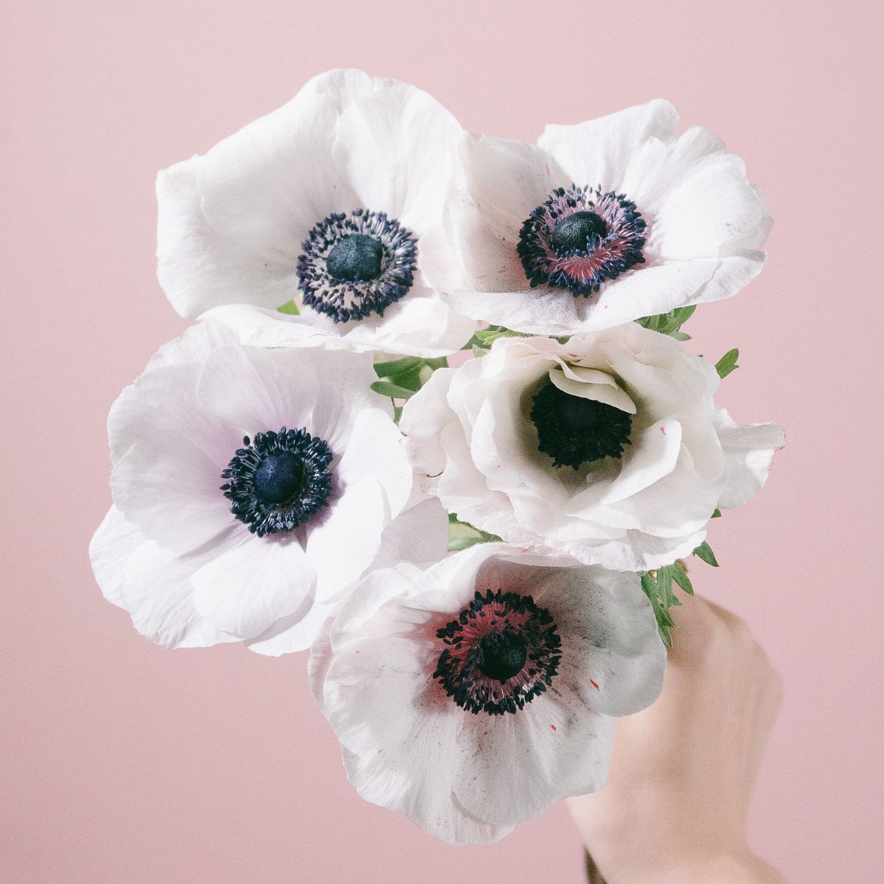 アネモネ「ホワイトブラックセンター」