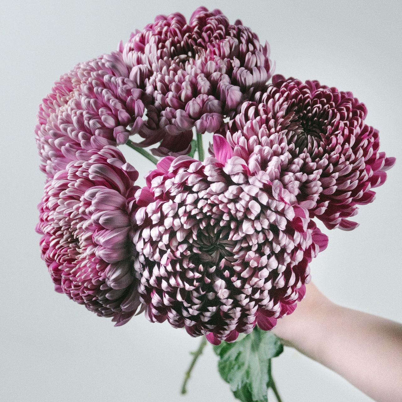 マム「クチュール」